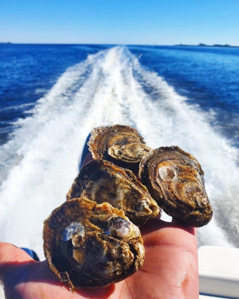 How To Shuck An Oyster | 5 Tips To Shucking Oysters Like A Pro ...